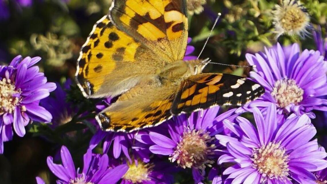 Monarchs, painted lady butterflies now flying through Wichita | Wichita ...