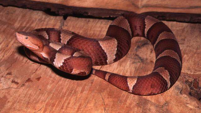 The odds of being bitten by a Texas copperhead snake | Fort Worth Star ...