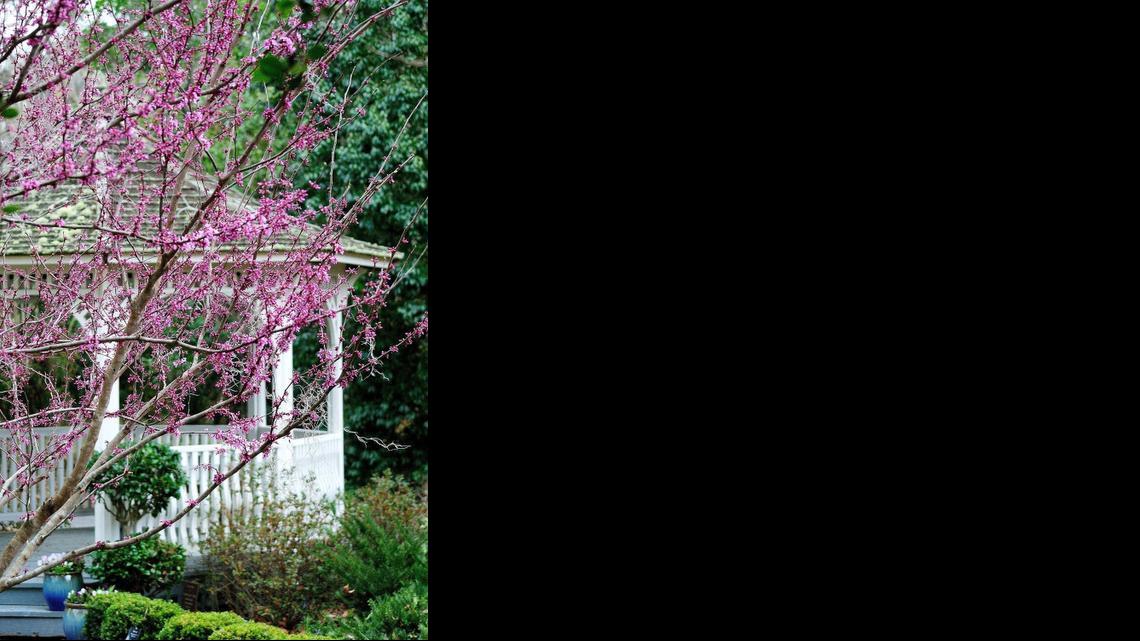 Kansas Forest Service recommends these trees for Wichita area | Wichita ...
