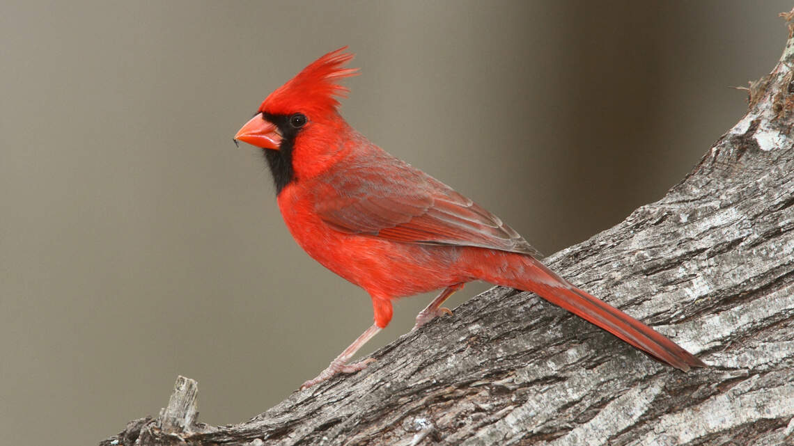 5 colorful birds to see in South Carolina this winter | The State