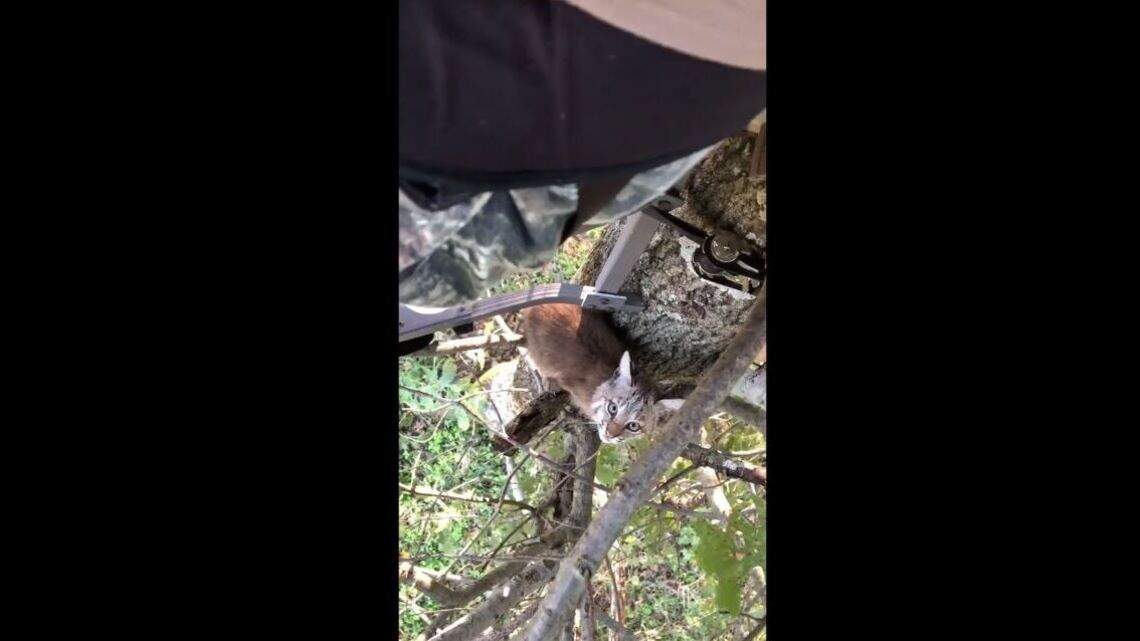 Video: Two bobcats climb up in tree with Oklahoma hunter | Wichita Eagle