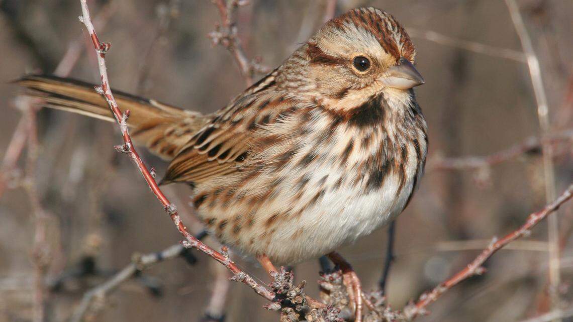 Eight birds appearing at Wichita bird feeders this winter | Wichita Eagle