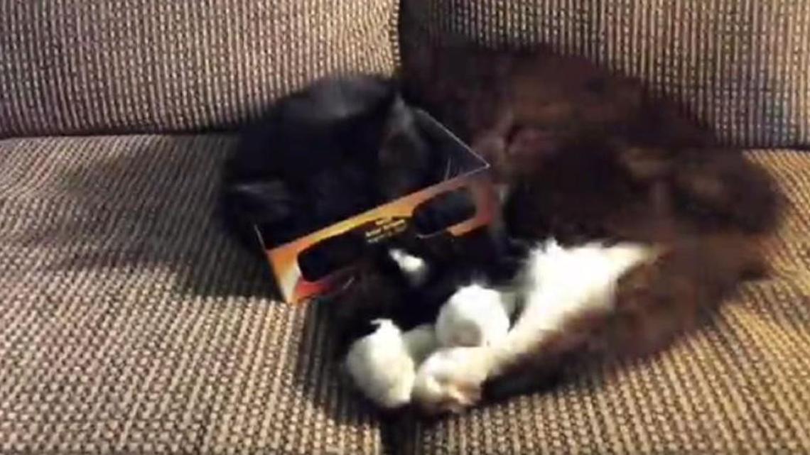 Worried about pets in the eclipse? Here’s what NASA says | Wichita Eagle